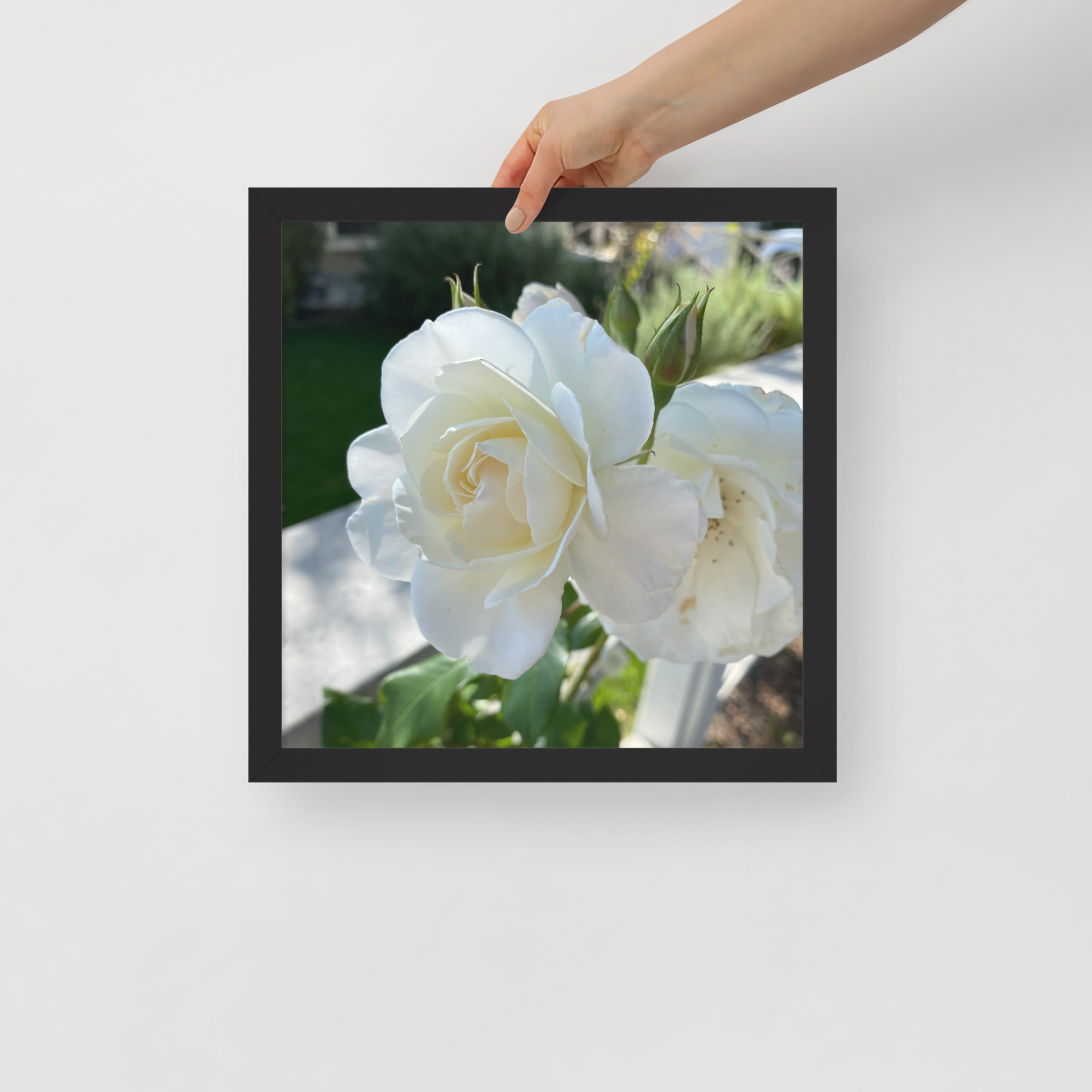 White Roses – Framed photo paper poster – Kate Kohler